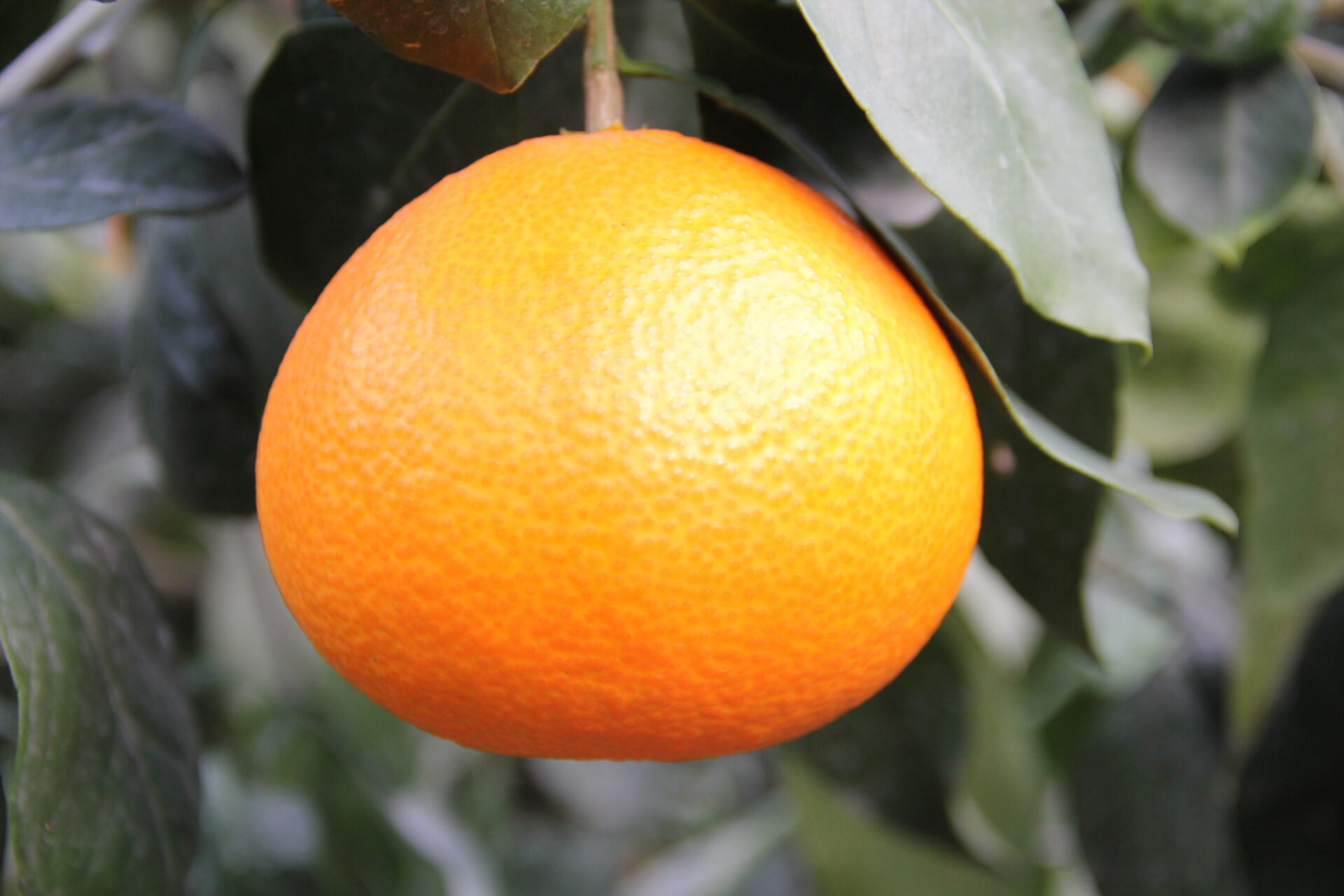 Ehime Jelly Orange: The Ultimate Citrus Delicacy - Best-Japanese