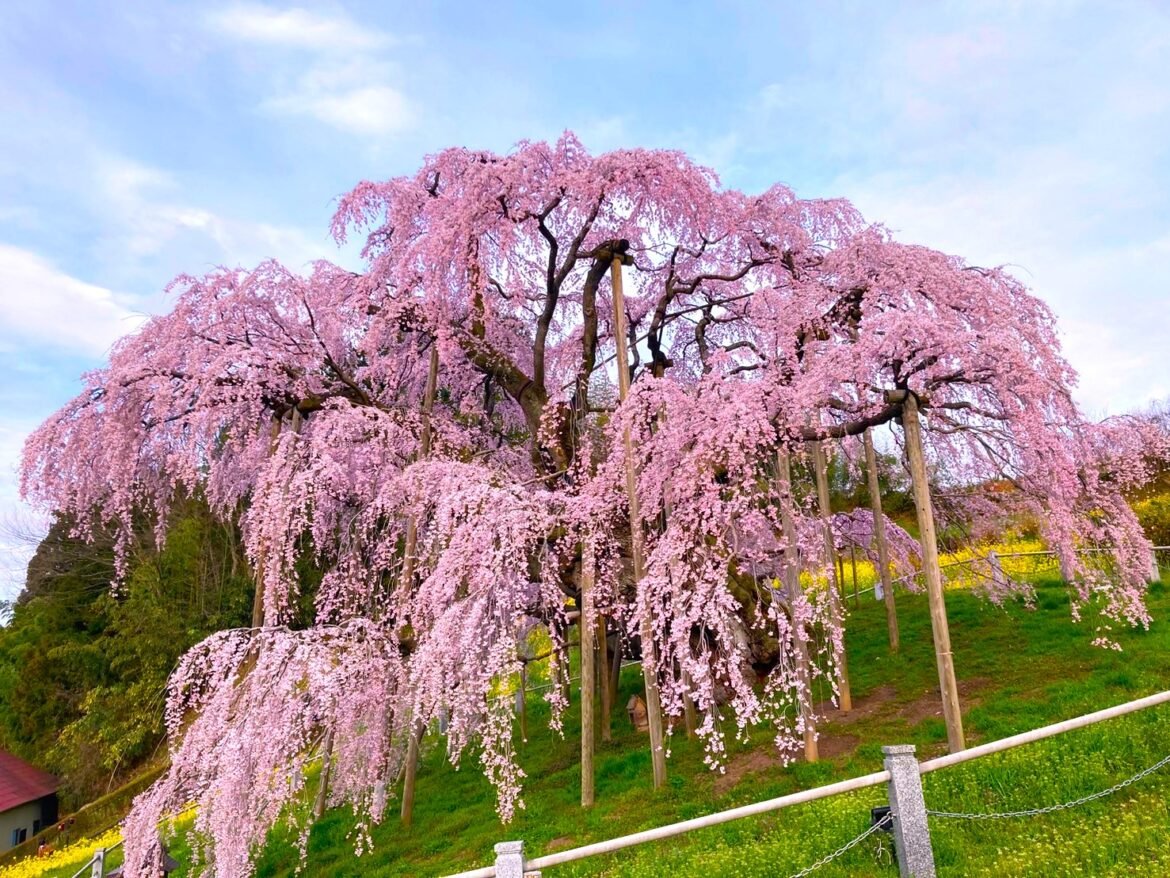 12 Sakura Cherry Blossom FAQ Answered - Best-Japanese