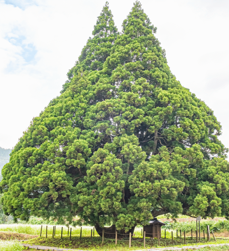 5 Magical Totoro Spots to Visit in Japan: From Ghibli Park to Totoro ...