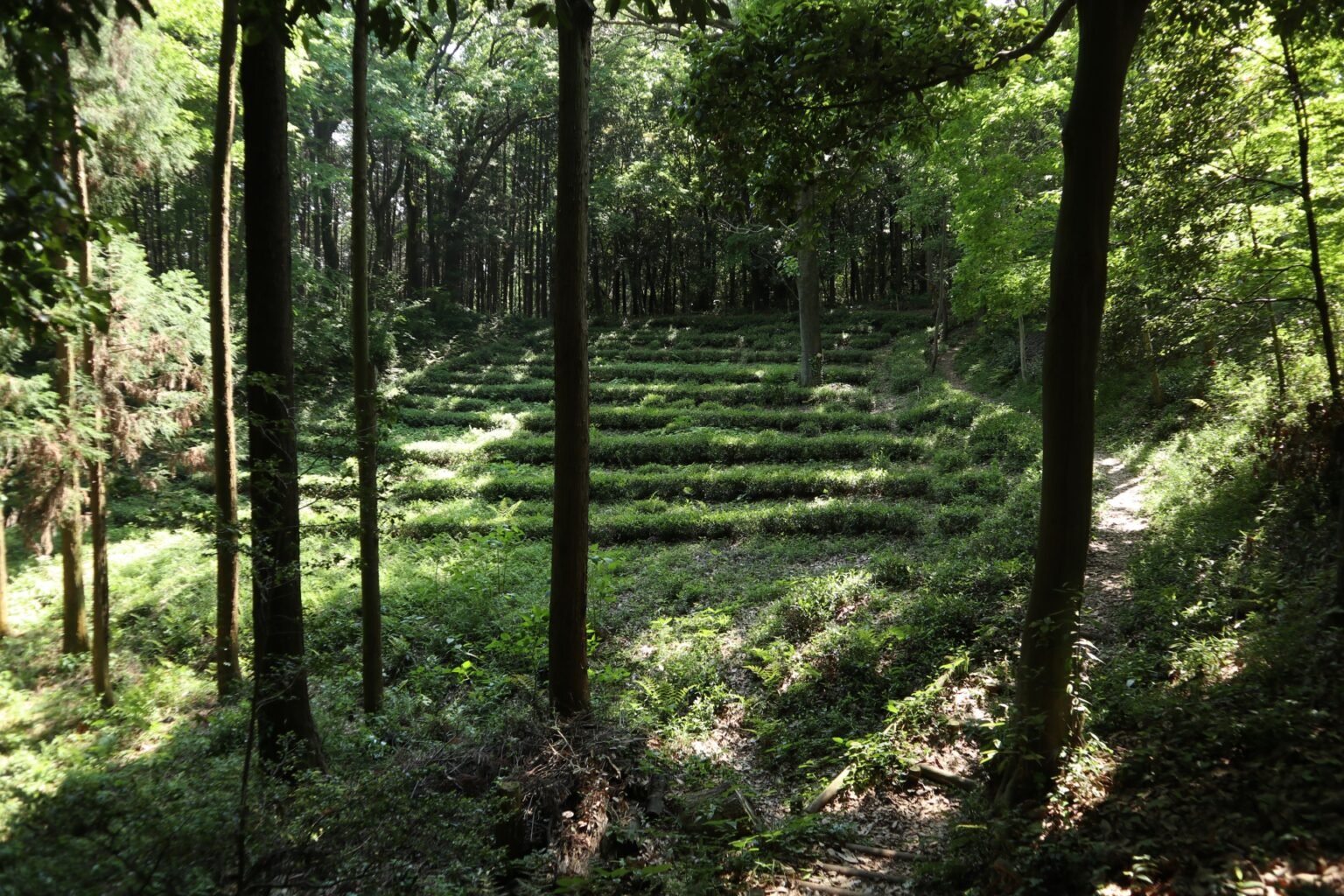 5 Magical Totoro Spots to Visit in Japan: From Ghibli Park to Totoro ...