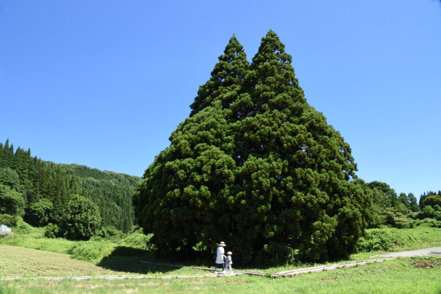 5 Magical Totoro Spots to Visit in Japan: From Ghibli Park to Totoro ...